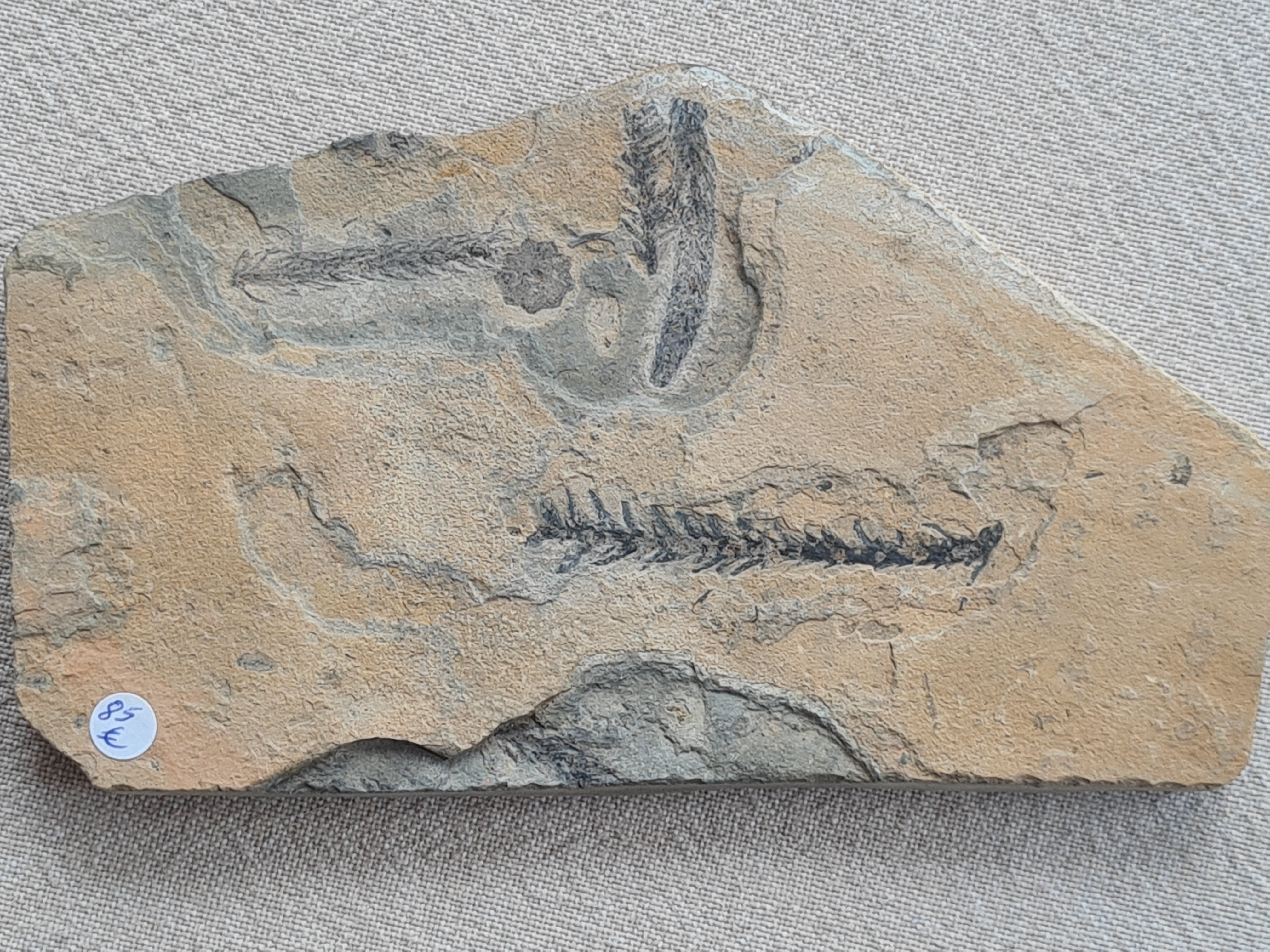 CONE + Walchia piniformis 2 – Les Merveilles de Géa