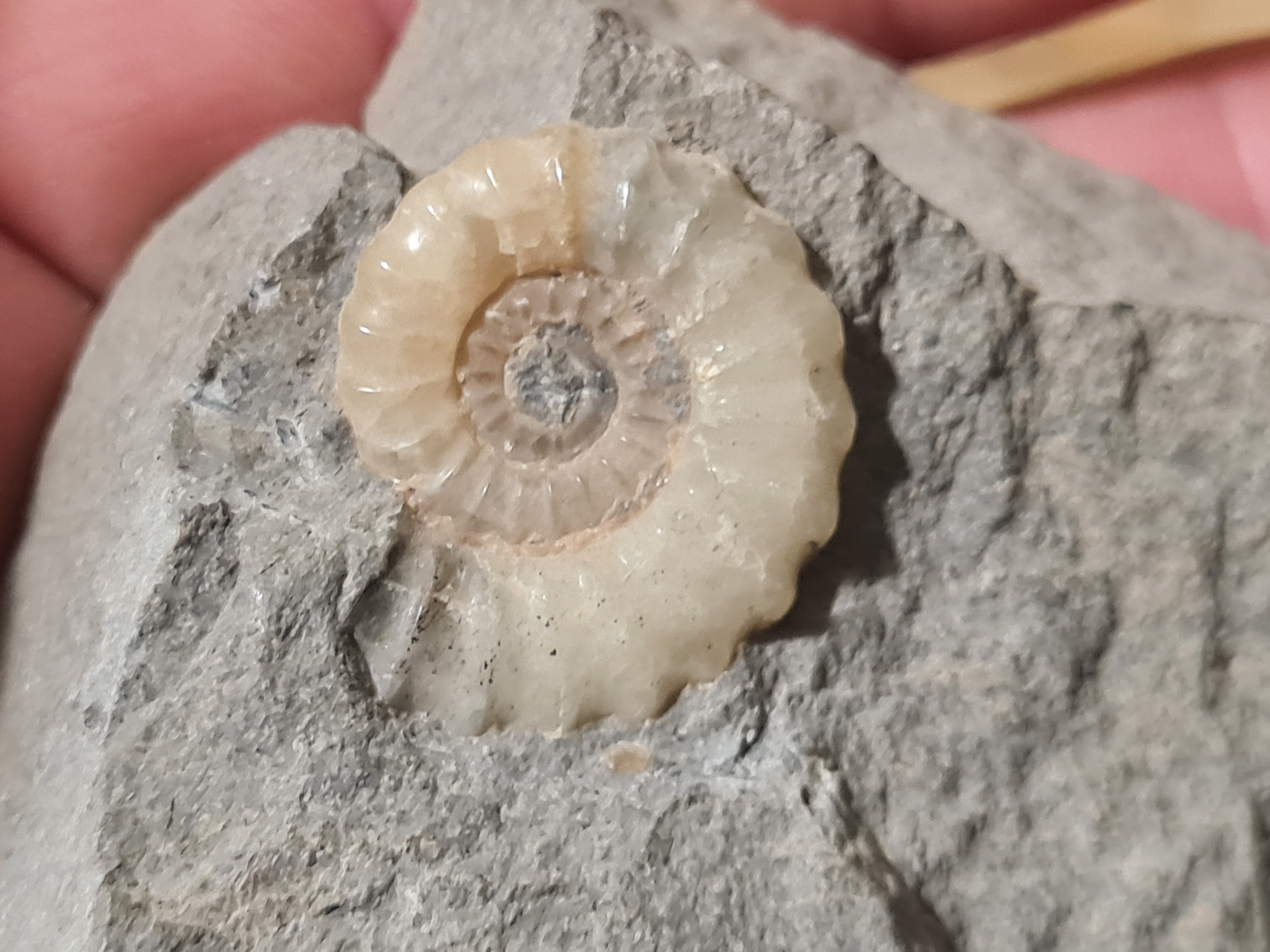 Promicroceras – Les Merveilles de Géa